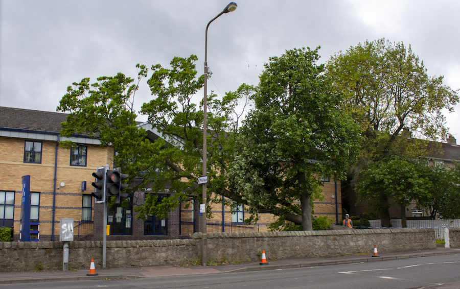 VIDEO: Watch as tree specialist brings down unsafe tree at city police ...
